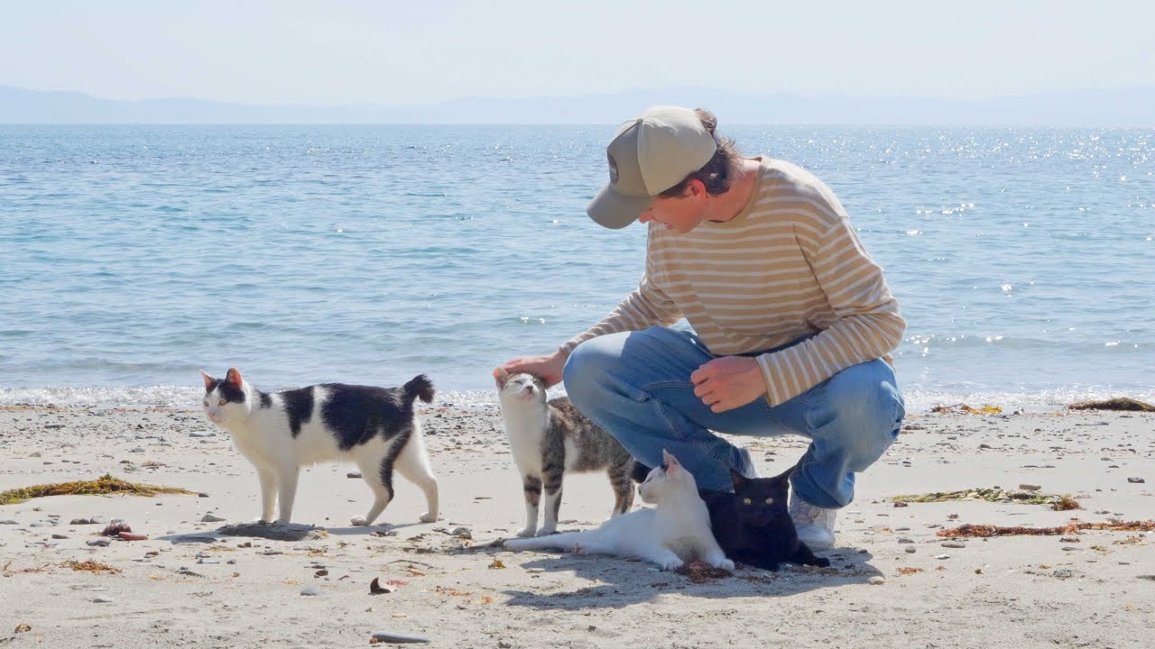Exploring Japan’s famous cat islands