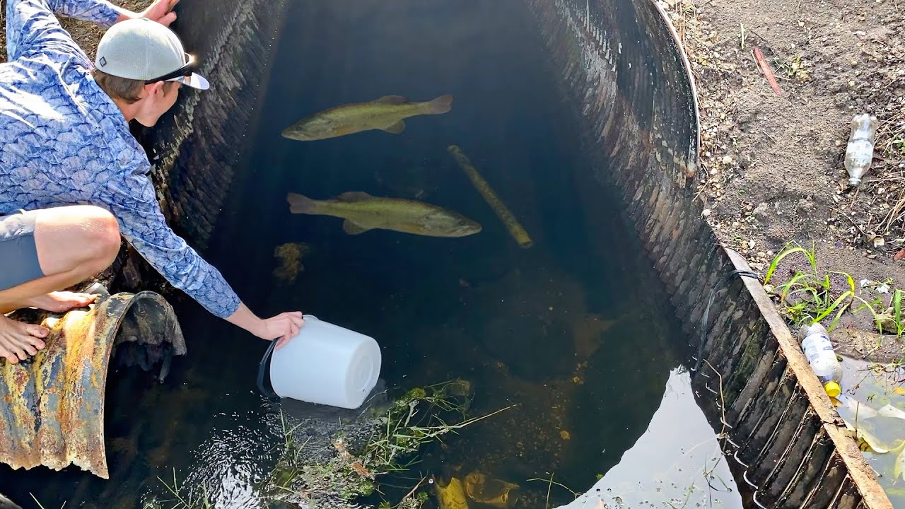 Secret pond comes alive - adding hundreds of fish