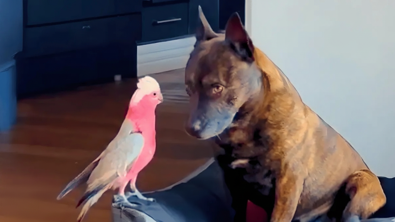 This dog lost his parrot best friend - then came a tearful reunion
