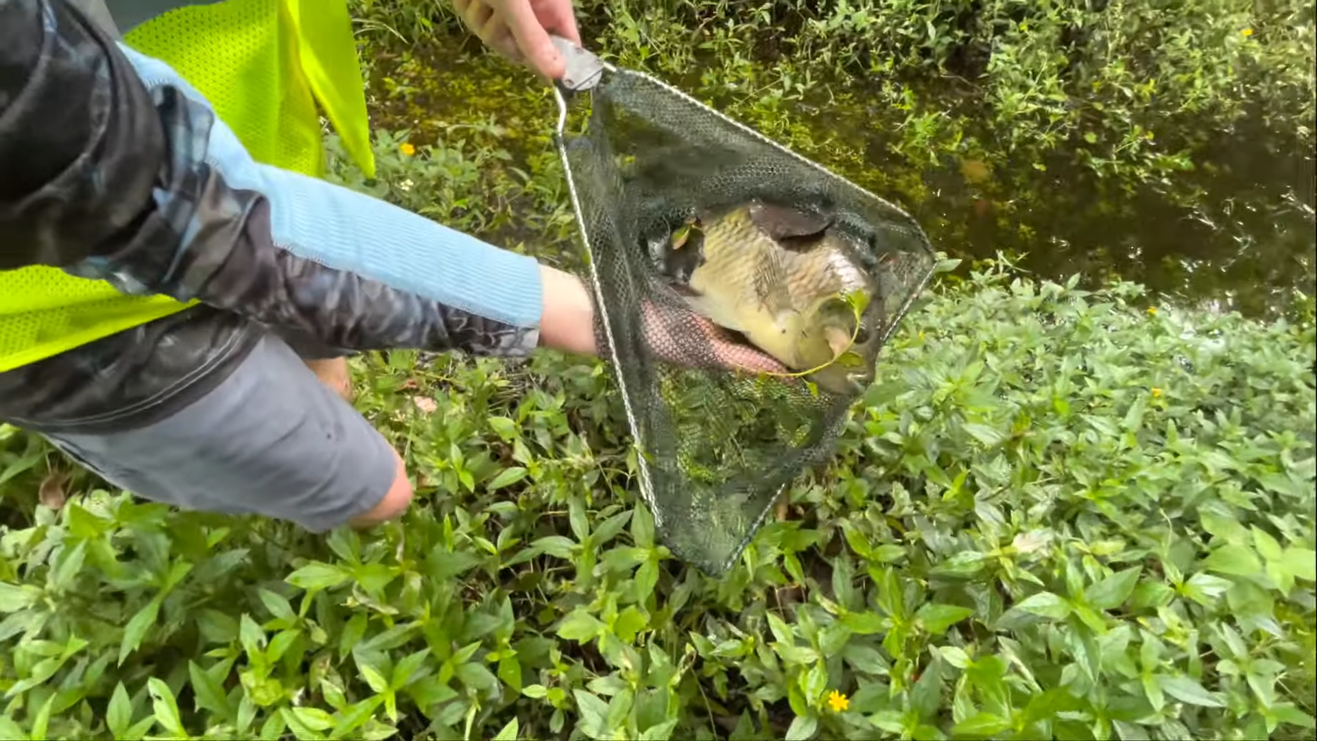Saving trapped invasive fish from a dying creek - unexpected rescue mission