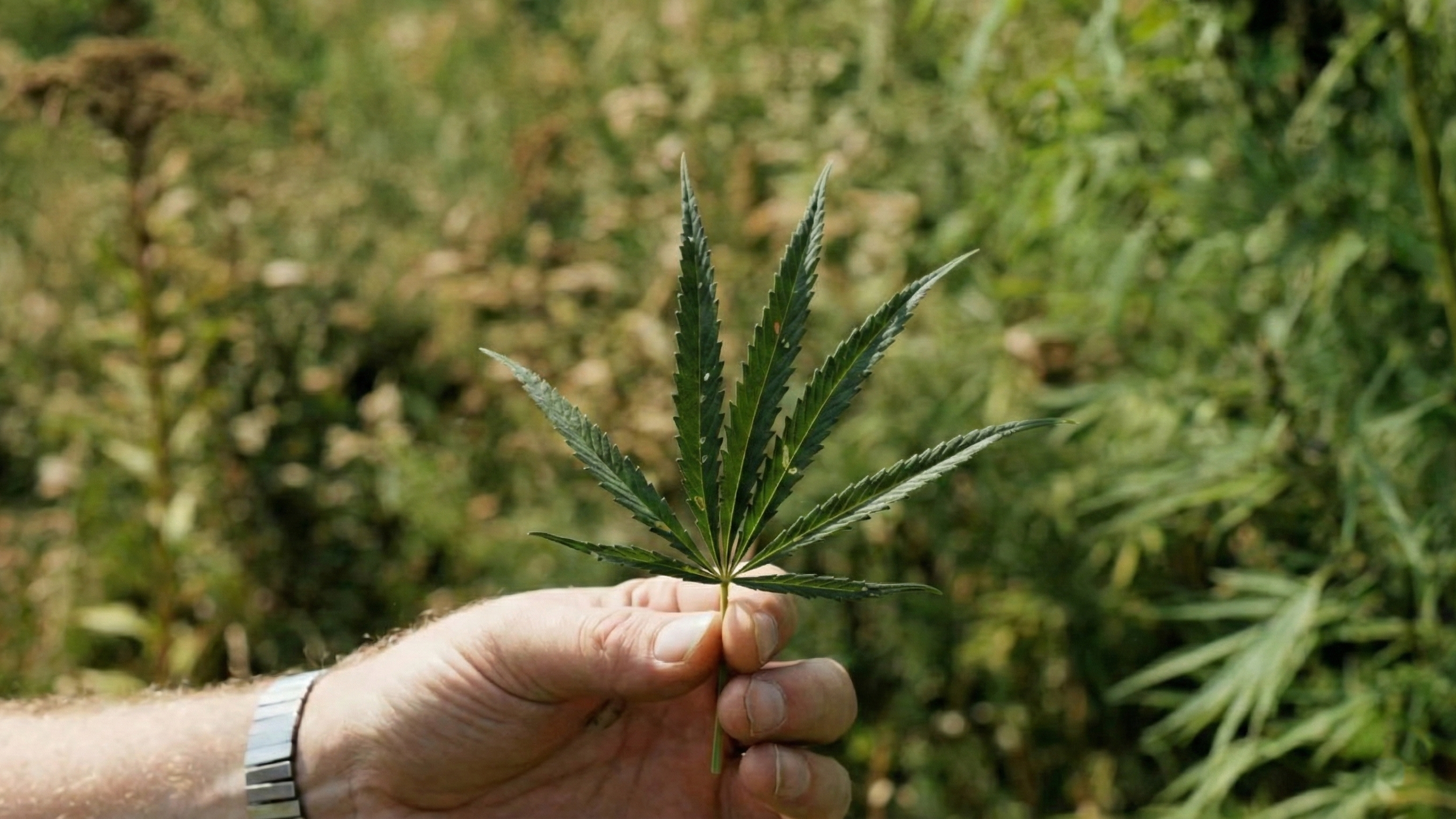 Before the war on drugs... weed helped build America