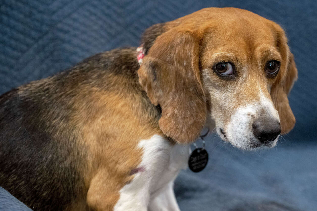 What to do when a dog suddenly seems afraid of you