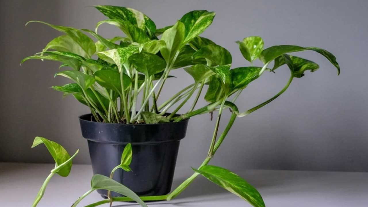 Want good luck at home? Keep these 5 plants for positive energy and ...