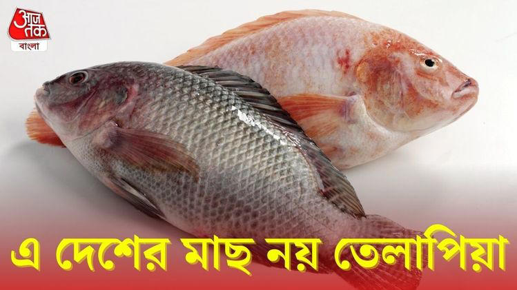 Tilapia fish: তেলাপিয়া বিদেশি মাছ! জানেন কবে-কোন দেশ থেকে এল?