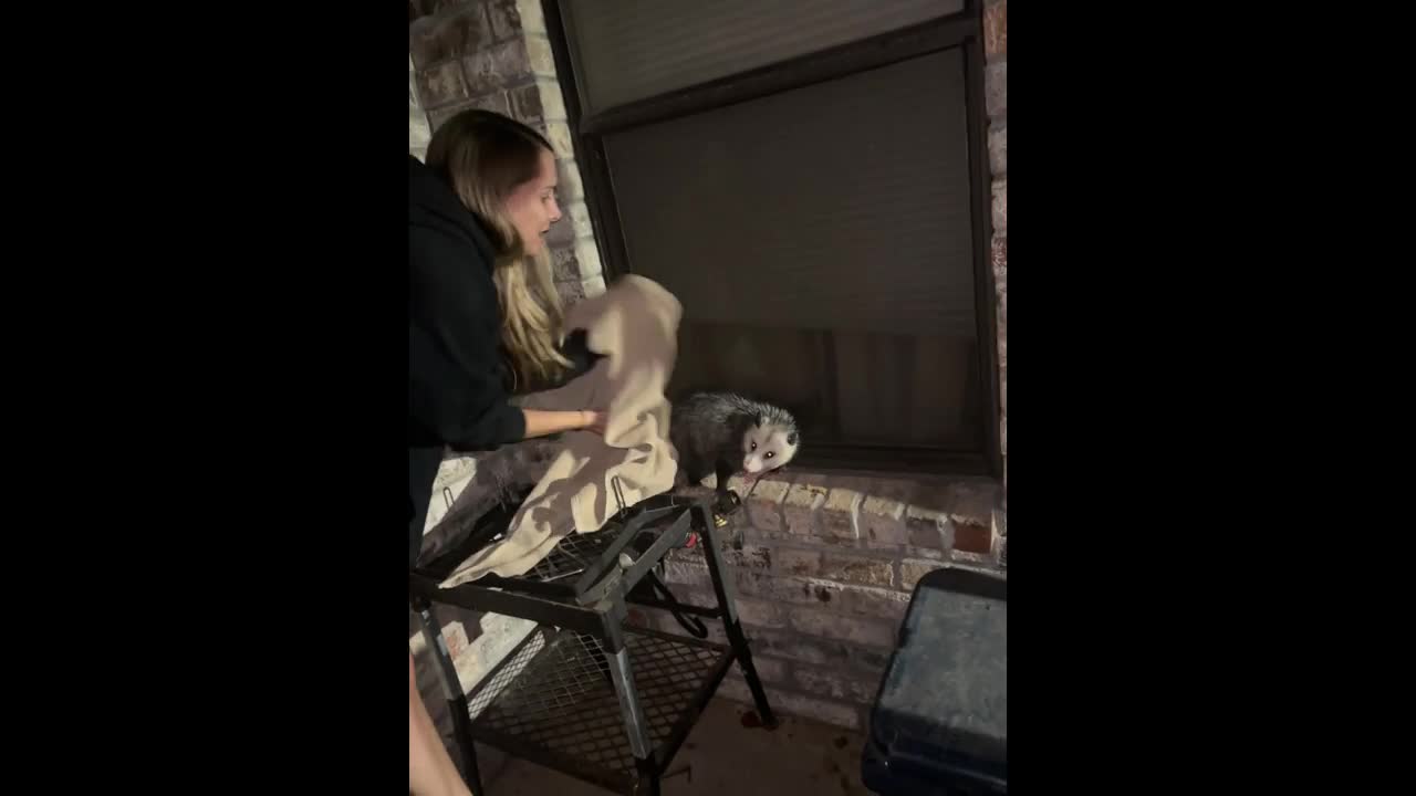 Defensive opossum hisses during late-night patio encounter in Louisiana ...