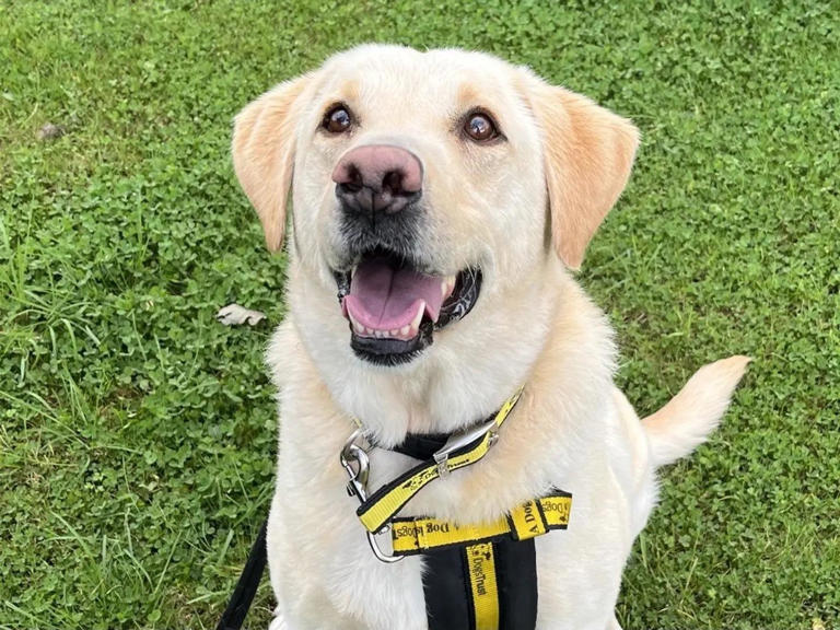 This is Teddy Bear and Chase who are waiting in Dog's Trust, Ballymena ...
