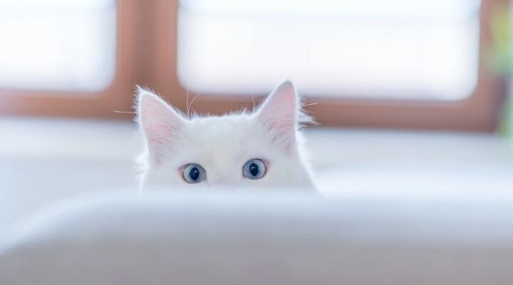 5 signs your cat might be stressed