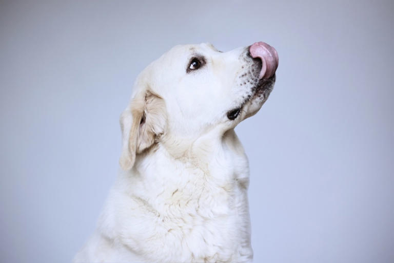 8 signs your dog doesn’t like someone, reveals a trainer