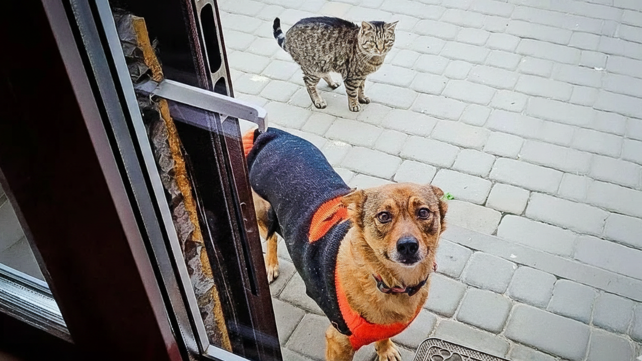Rescue dog brings home a cat friend daily - and no one knows why
