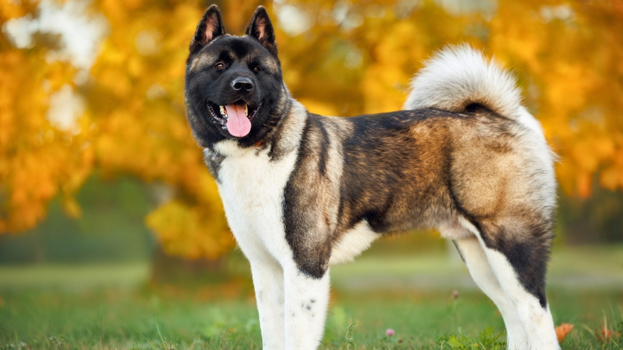Dog breeds that stay deeply loyal to one person and make that obvious