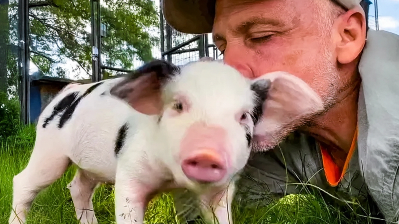 Rejected piglet thinks this man is her mom - and follows him everywhere