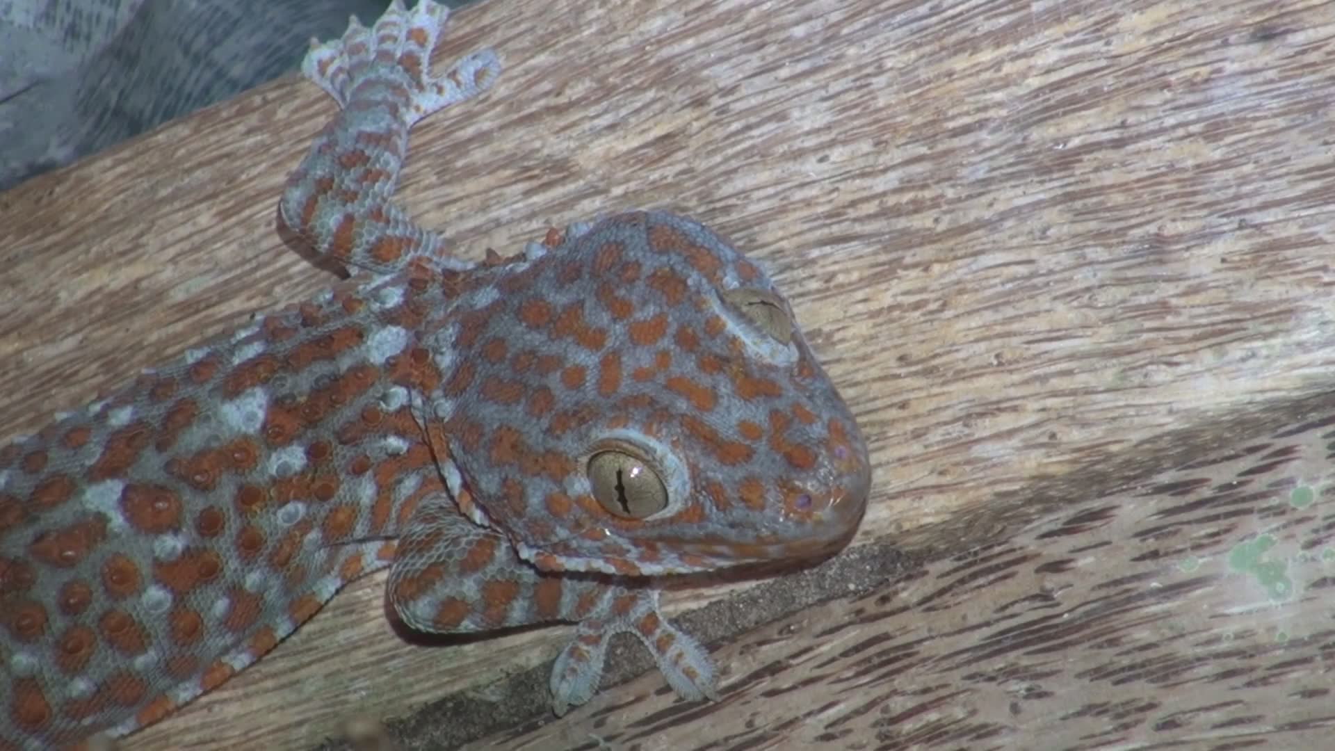 Examining one of world's largest geckos