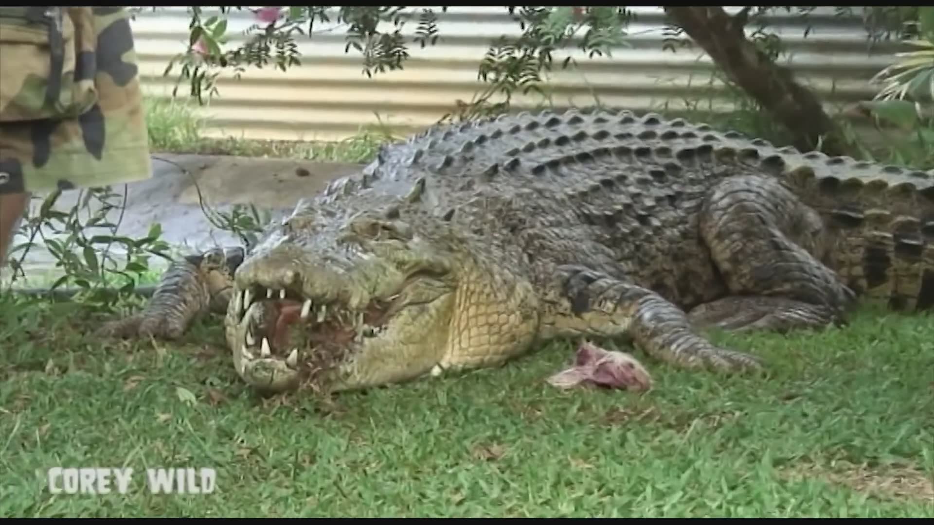 Best moments with Australian saltwater crocodiles