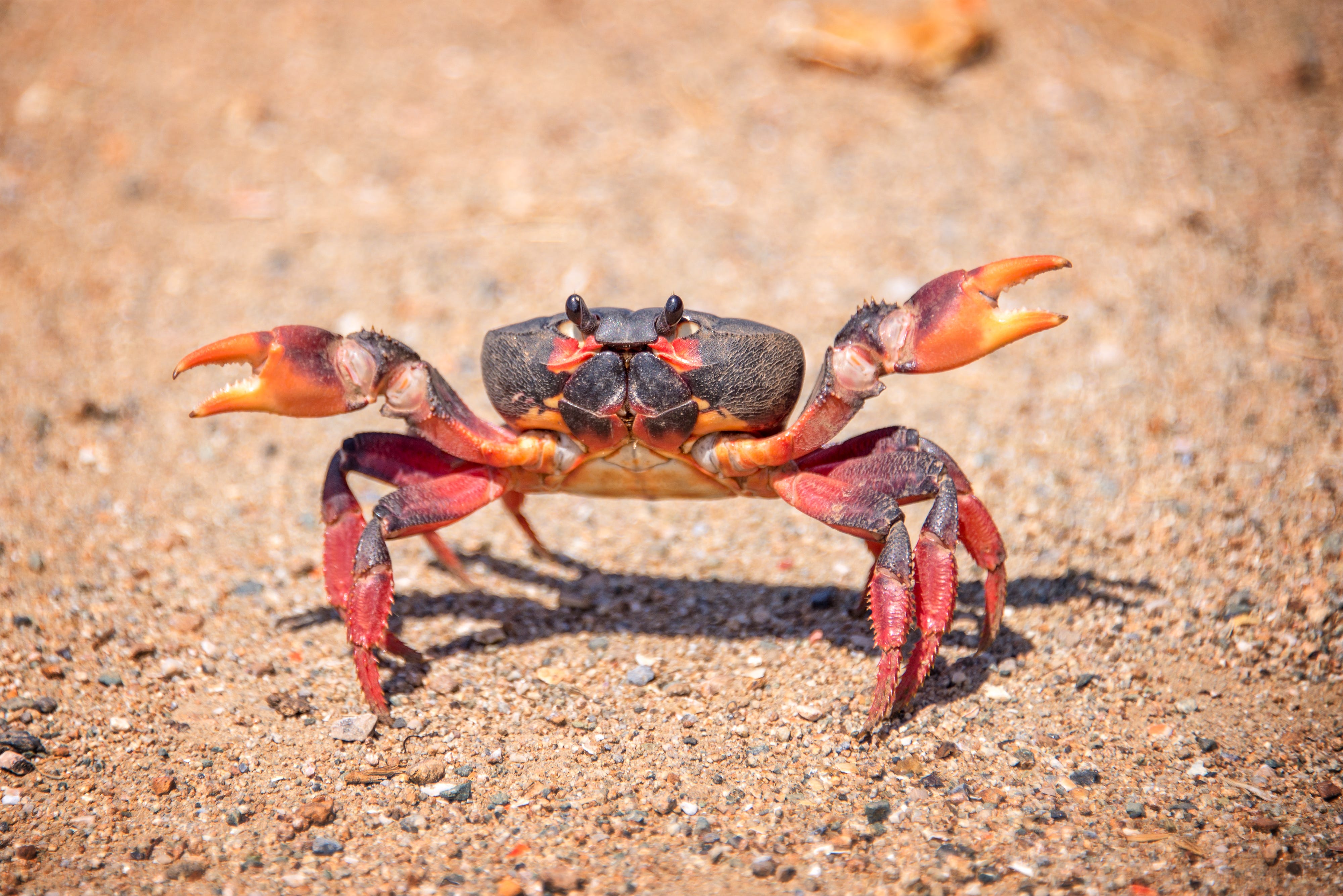 Crab truck overturns in Ireland, hundreds of crustaceans still missing