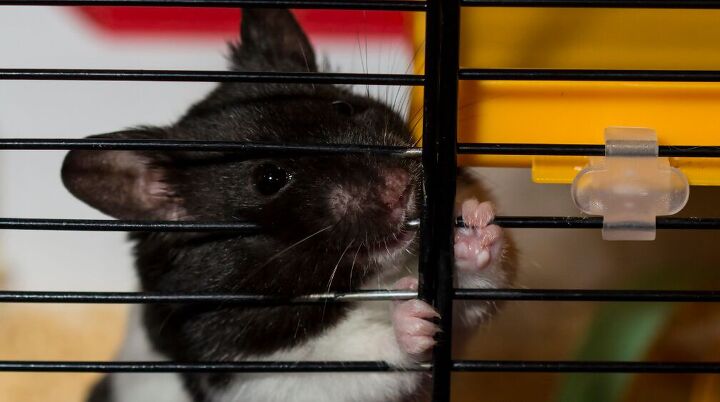 Why your hamster keeps chewing on its cage bars