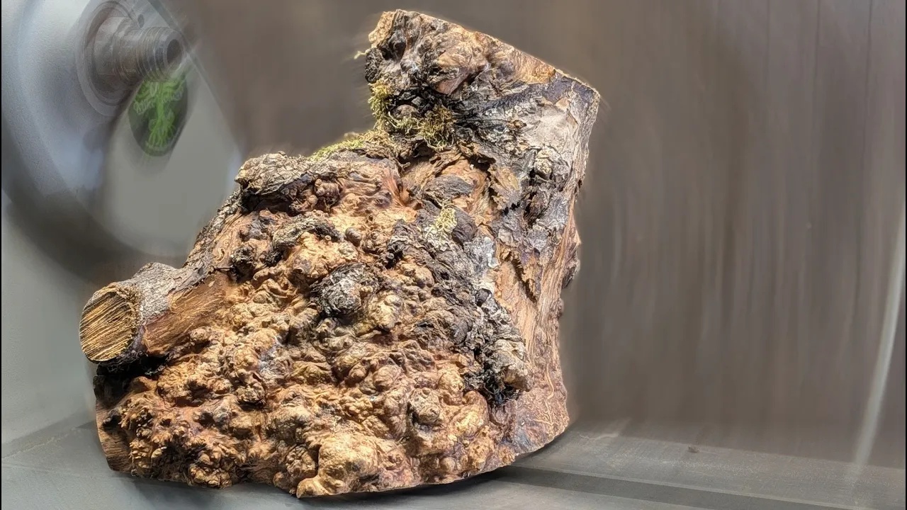 What’s hiding inside this ancient burl