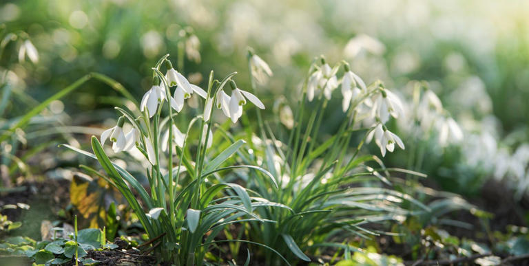 How to plant snowdrops in the green for a hopeful hint of spring
