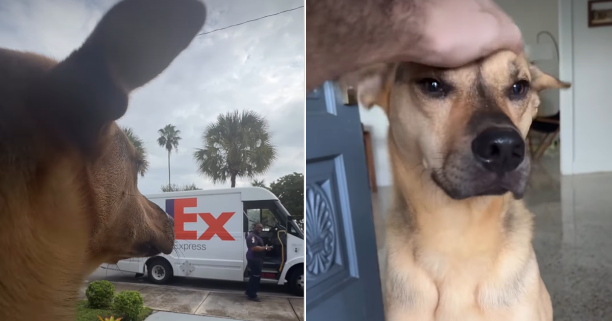 Video: Rescue puppy's meeting with a new delivery person ends unexpectedly