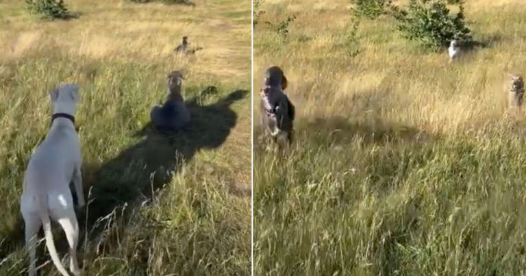 Dogs Line Up & Take Positions Before Chasing Each Other in Cute Video