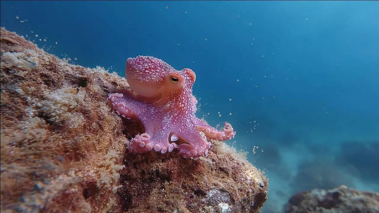 Octopus: One of the smartest animals on Earth that can solve puzzles ...