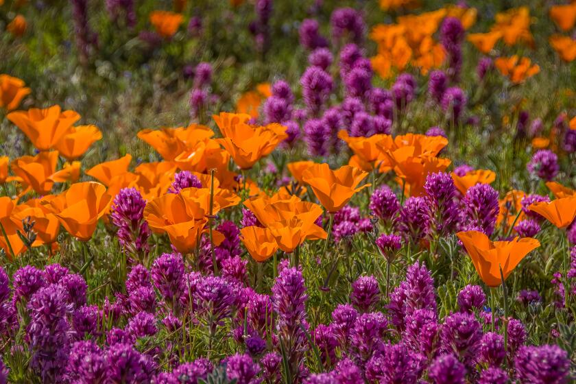 Will unseasonably hot weather dash Southern California's hopes for a ...