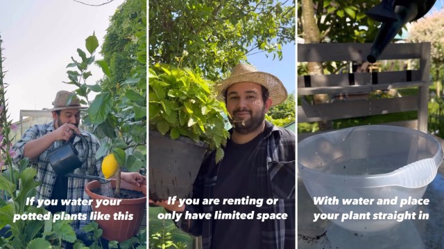 Gardener warns against common mistake when watering potted plants: 'You ...