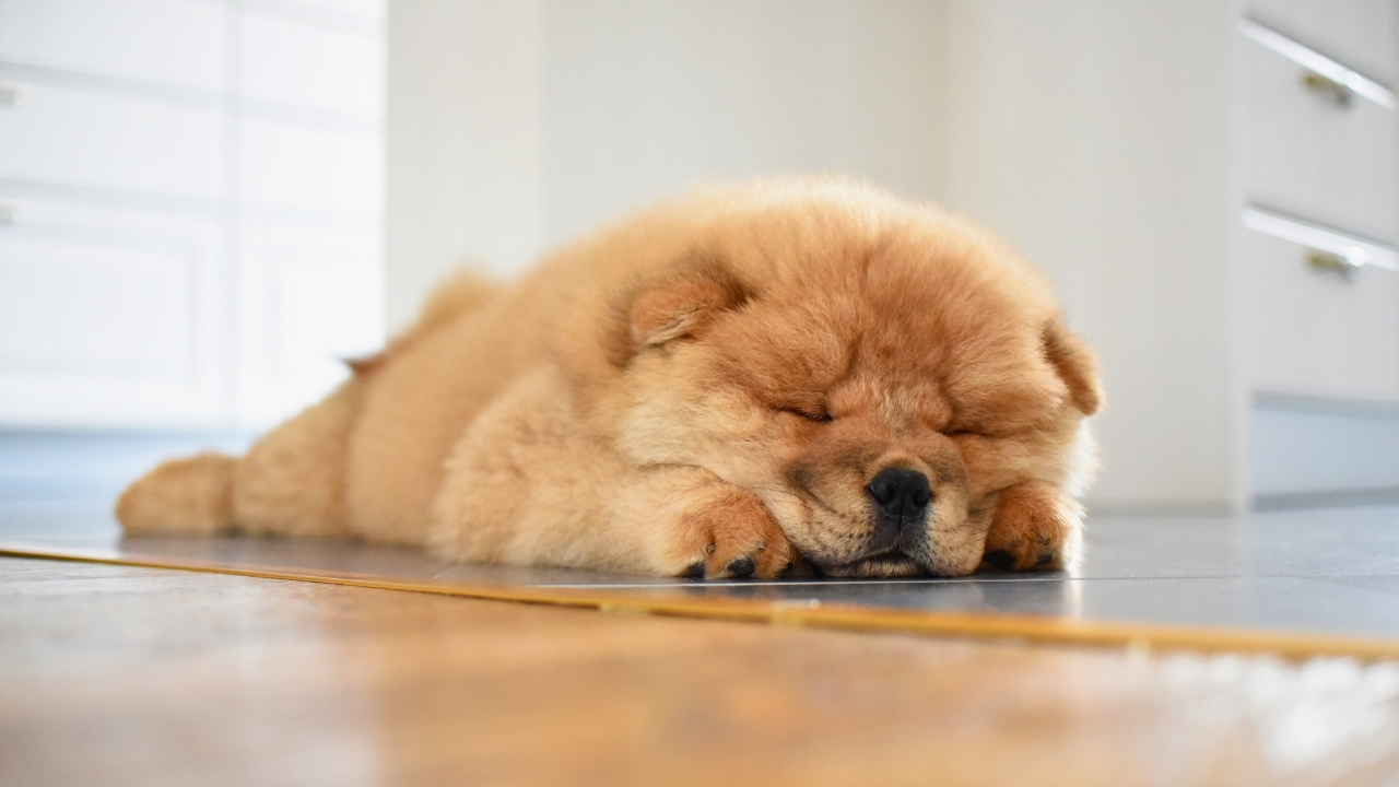 20 dog breeds known for being the least affectionate