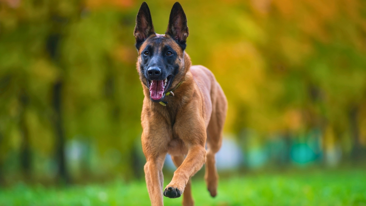 15 dog breeds that are athletic enough to get bored and destructive