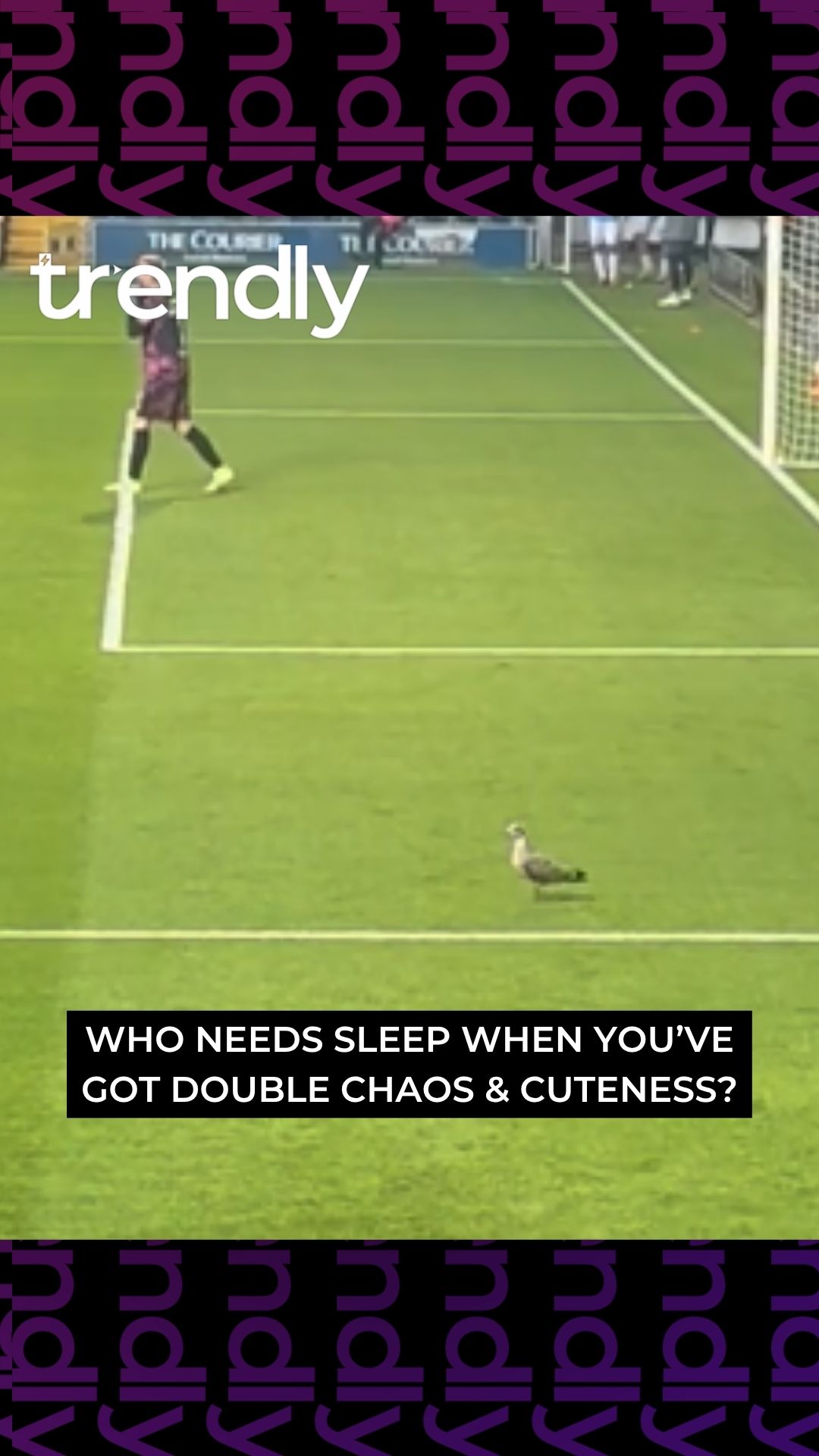 Dundee United fans break into chants for seagull after pitch invasion