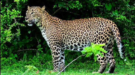 Leopard menace: Anganwadis, schools shut in three Nainital blocks till ...
