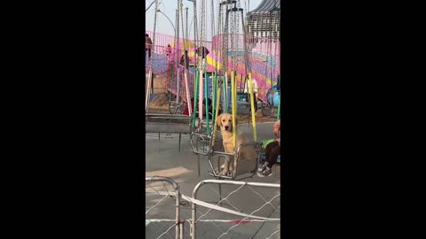 China: Dog rides rotating swing at amusement park