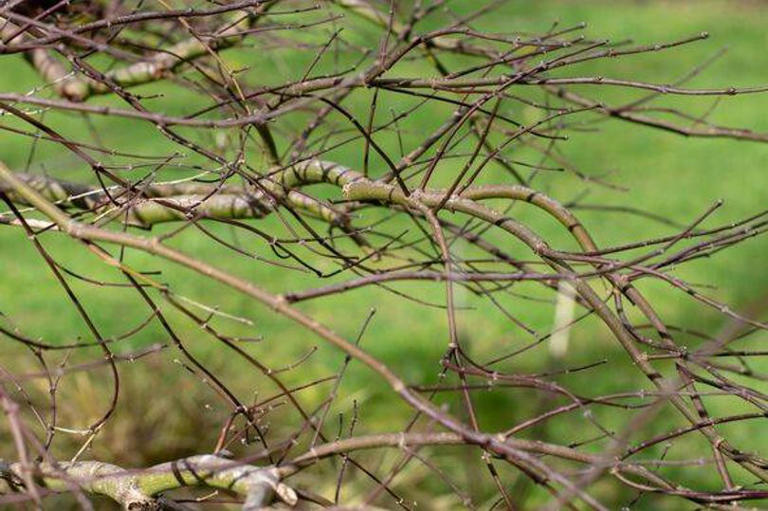 Japanese maples grow faster in spring when 1 simple task is done in winter