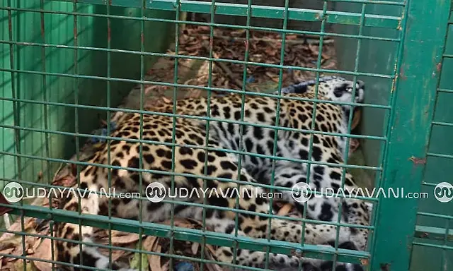 Forest department rescues leopard trapped in fence wire in Bantwal taluk