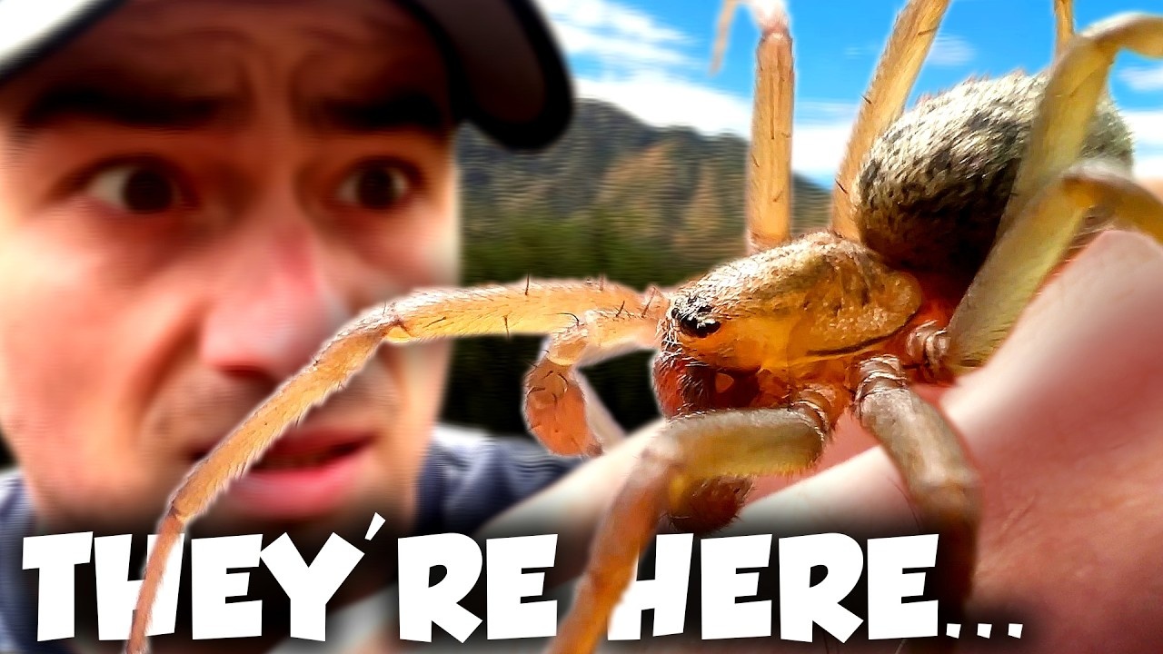 The deadly reputation following hobo spiders as they spread