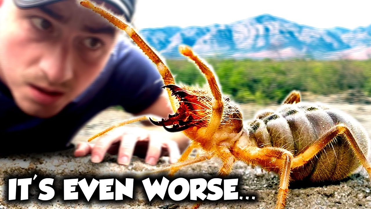 The killer arachnid that rewrites what people fear most