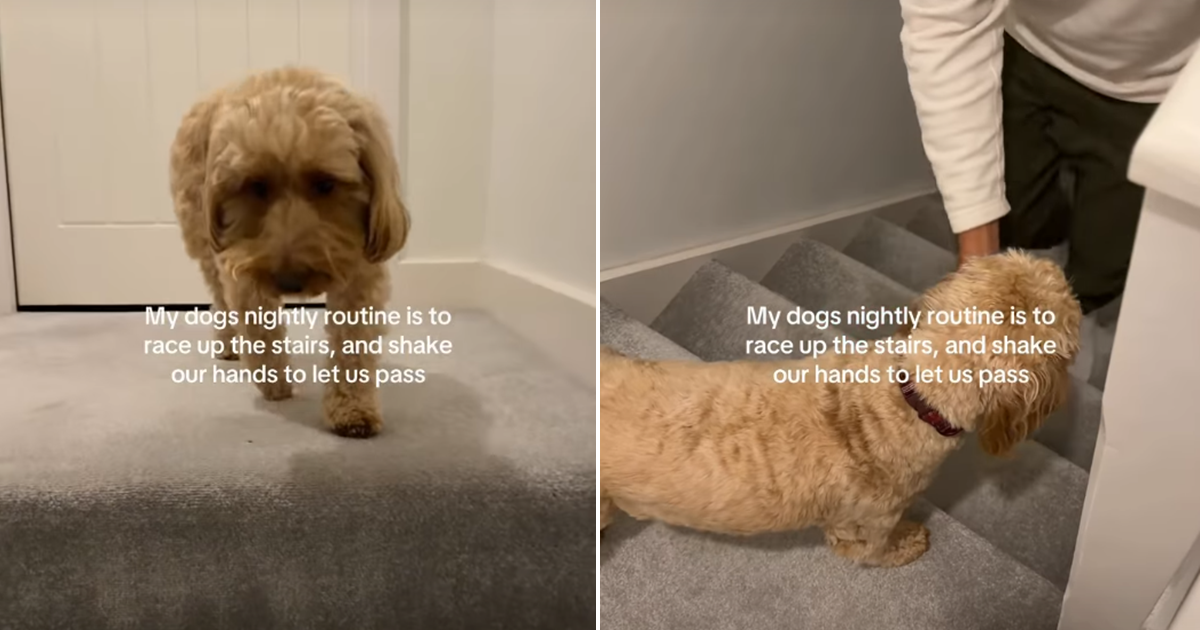 Video: Dog won't let owner pass without a paw shake at bedtime