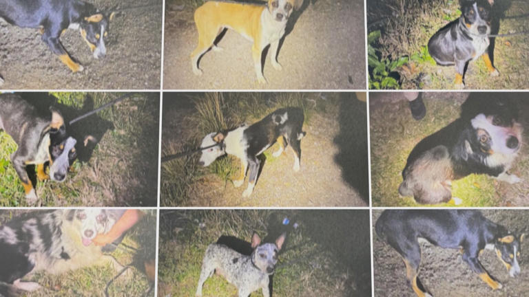 Animal cruelty: Hancock County woman faces 18 charges, dogs surrendered ...