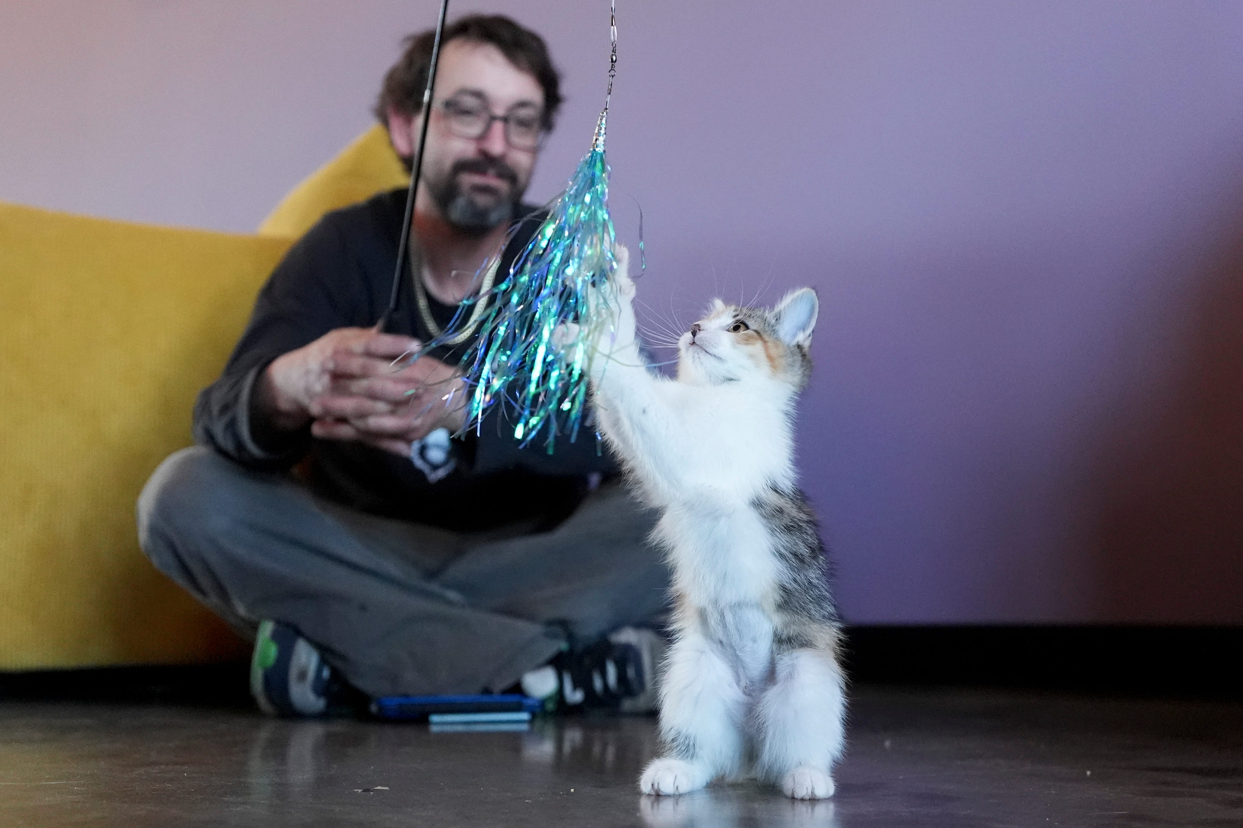 Fancy cat cafe in Southaven a 'purr-fect' spot for fans of felines