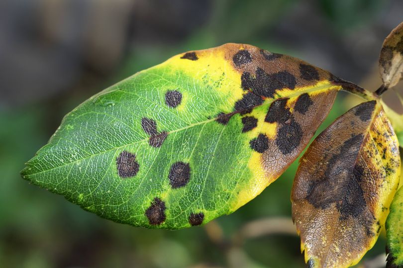 Protect roses from black spot disease this January with 1 kitchen item