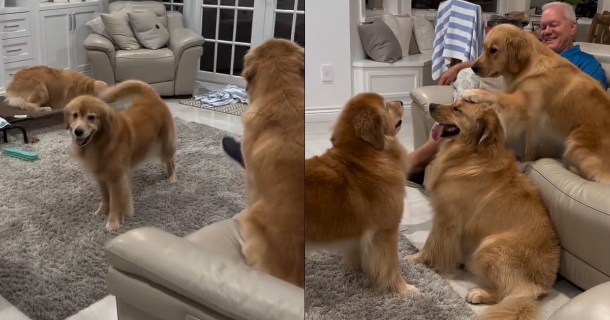 Video: Golden retriever mom's aggressive zoomies stopped by her daughter