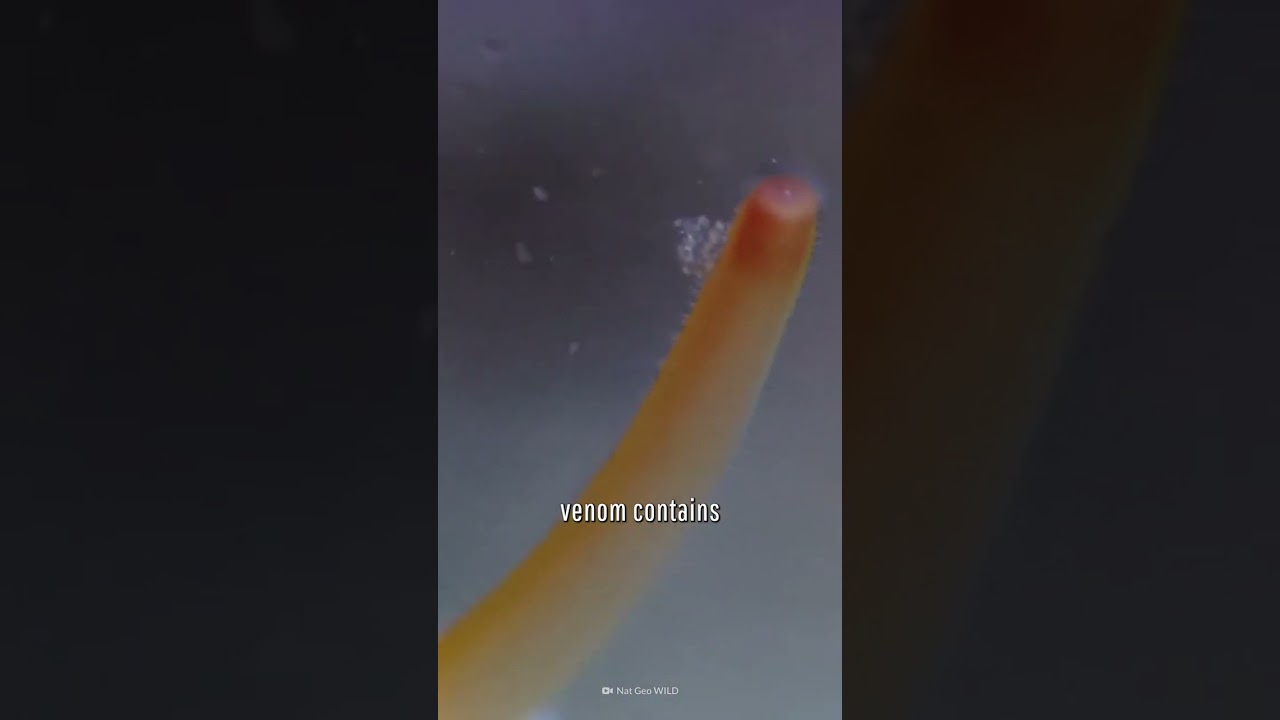 How to survive encounters with deadly Australian animals