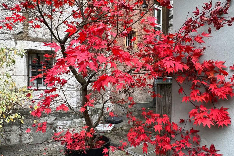 Japanese maples grow faster in spring when 1 simple task is done in winter