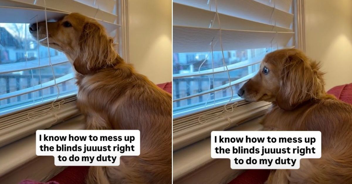 Video: Dog adjusts blinds to do her vigilance duty