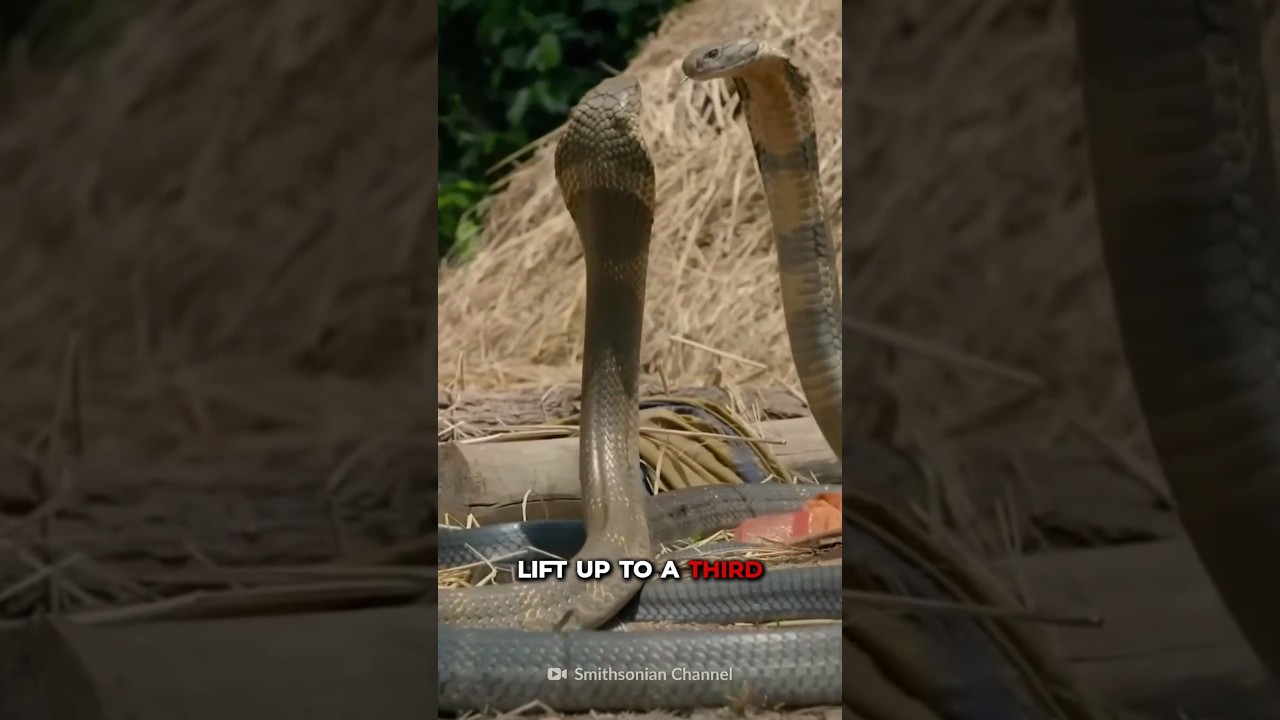 How to survive a king cobra attack and stay alive