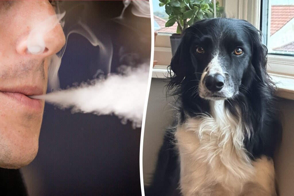 Vaping is making cats and dogs seriously ill, warns vet and charity