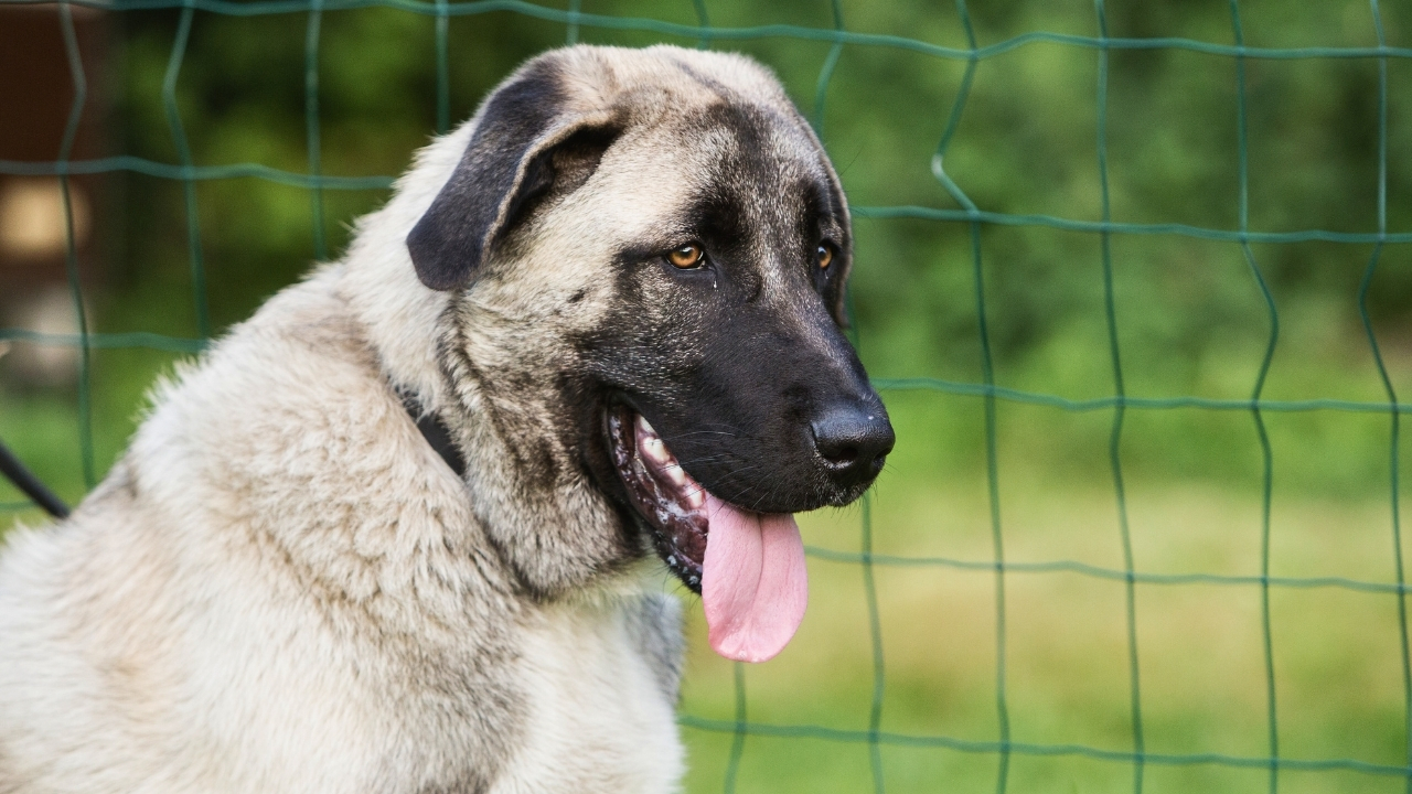 20 dog breeds that still know how to guard real property