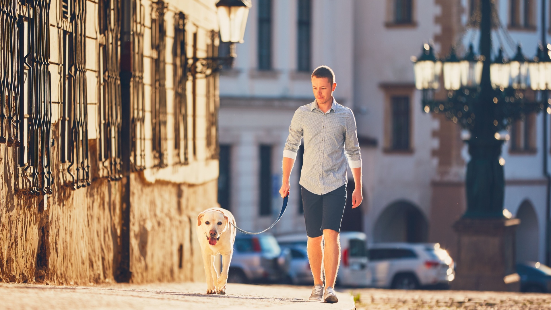Use these helpful strategies to prevent dog walking injuries