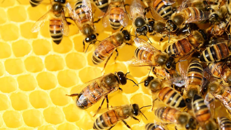 Rising temperatures put honey bee colonies at risk, new research warns