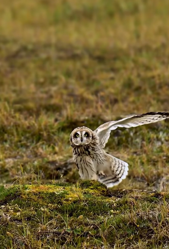 Short-eared owl stretching before flight – stunning wildlife moment