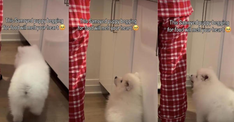 Samoyed puppy can barely wait for meal time in adorable video
